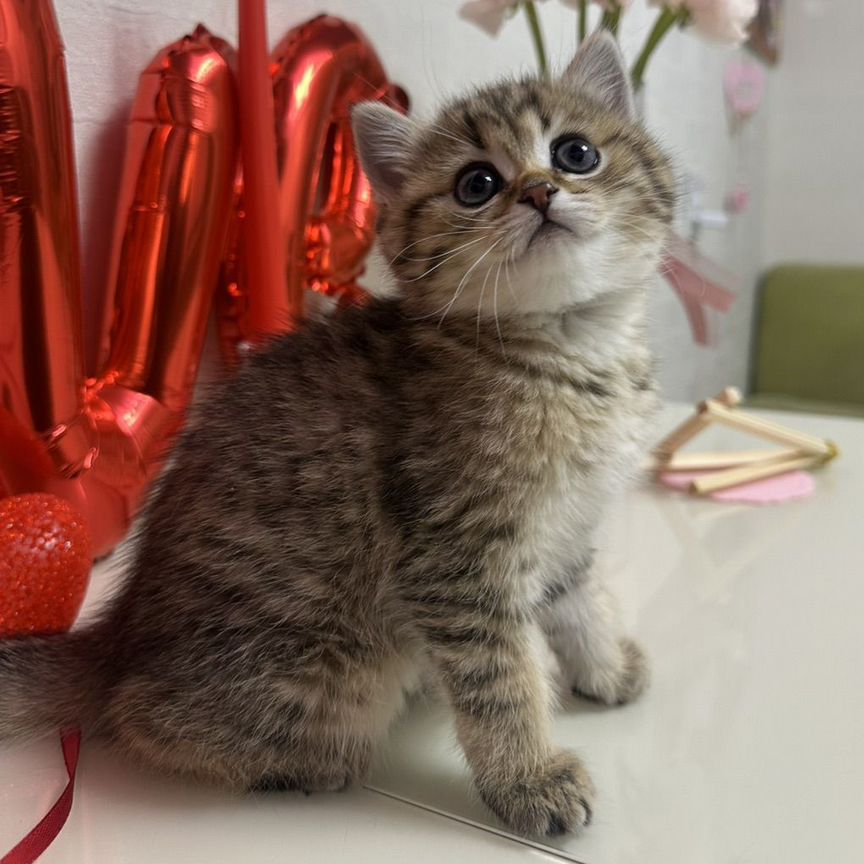 Британский короткошёрстный котёнок