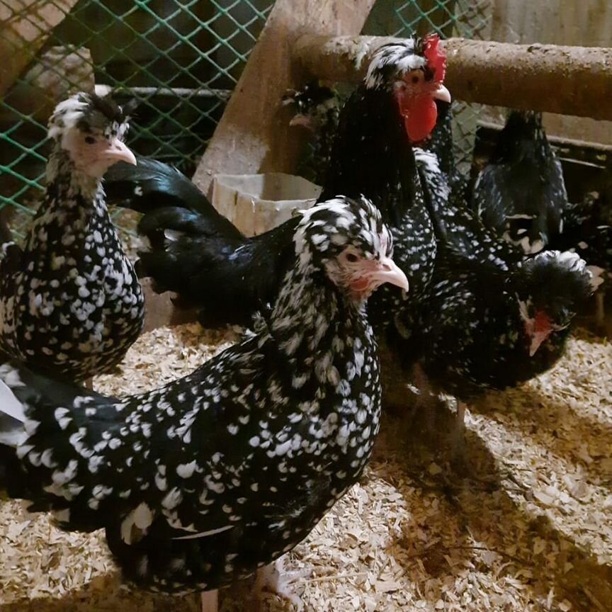 Инкубационное яйцо породных кур