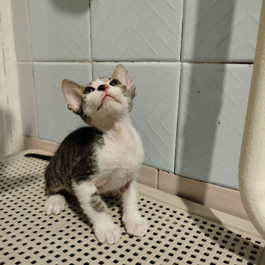 Котята сфинкс