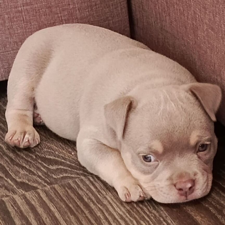 Щенок Американского буля