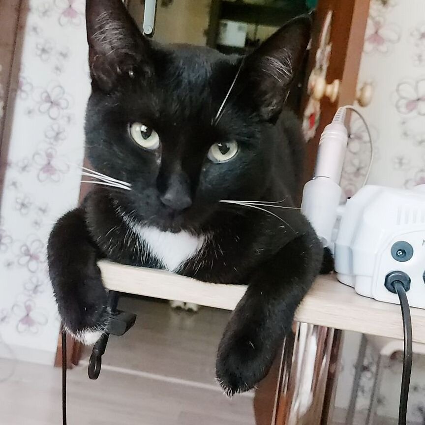 Кот Пума
