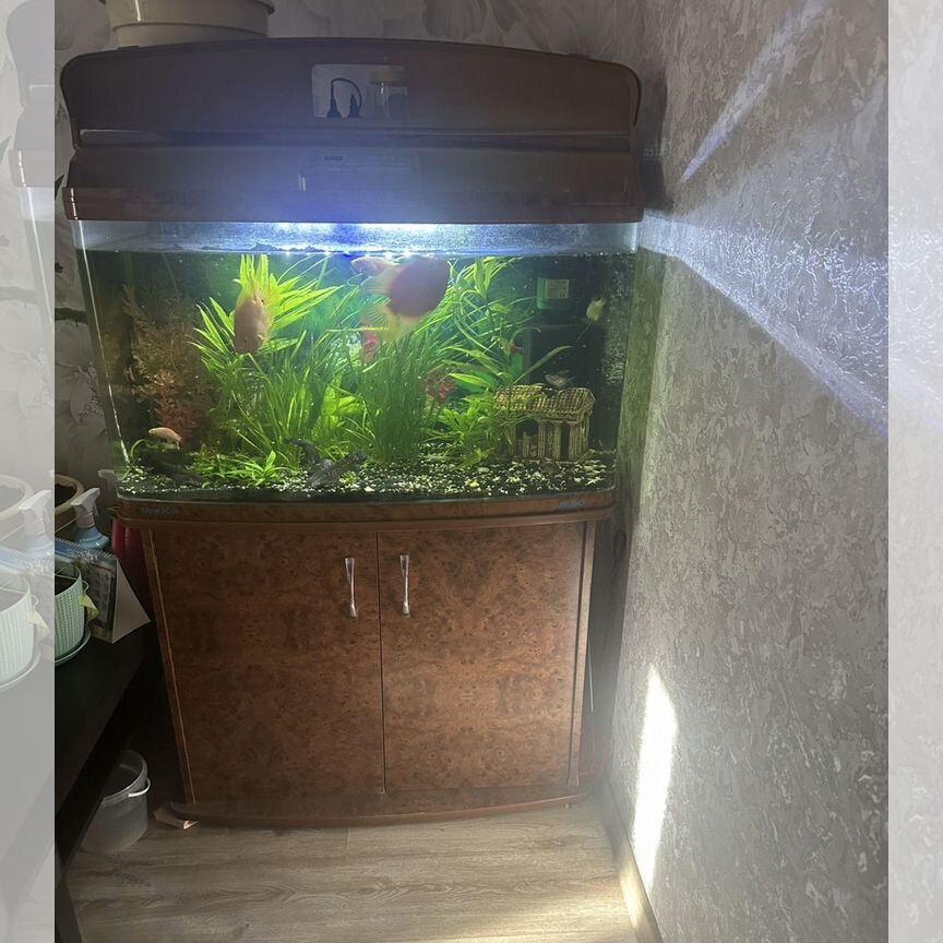 Продам аквариум 200л со всем содержимым