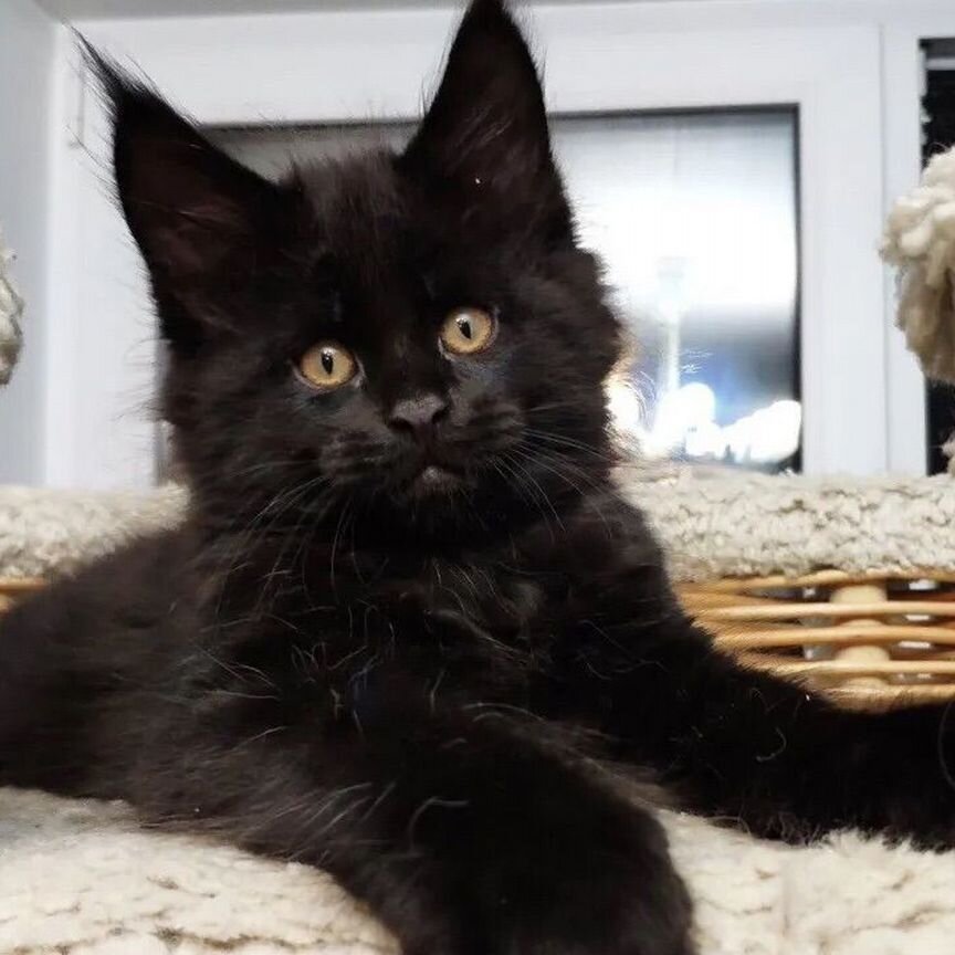 Кот на Новый год