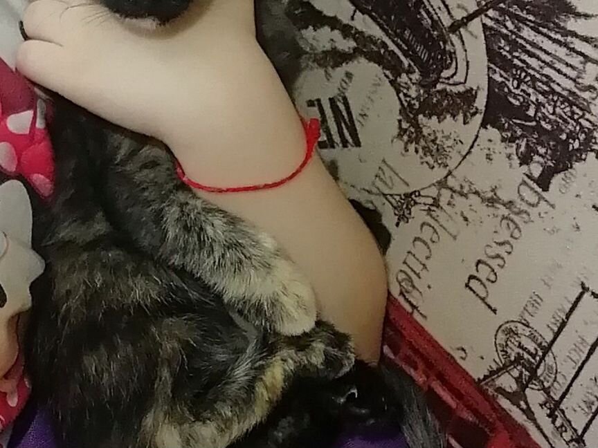 Кошка Мурка, 4 месяца