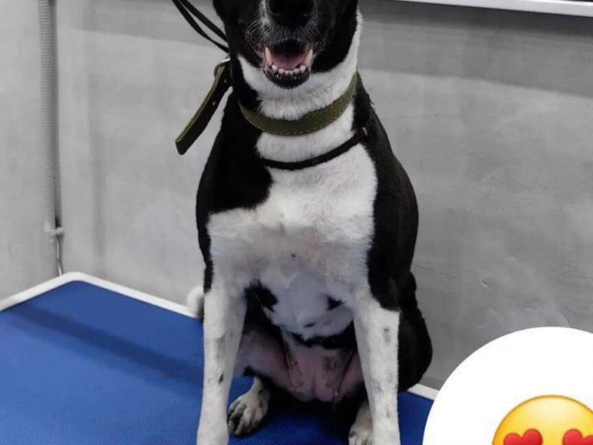 Боняха-улыбака. Собака