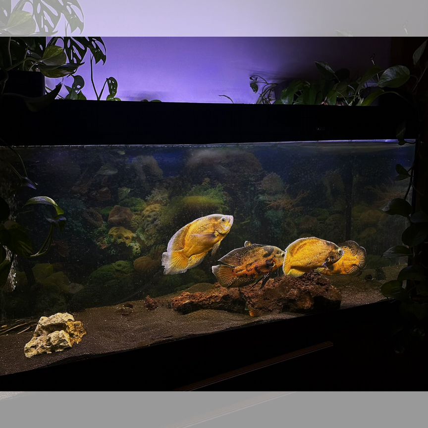 Аквариум 320 литров