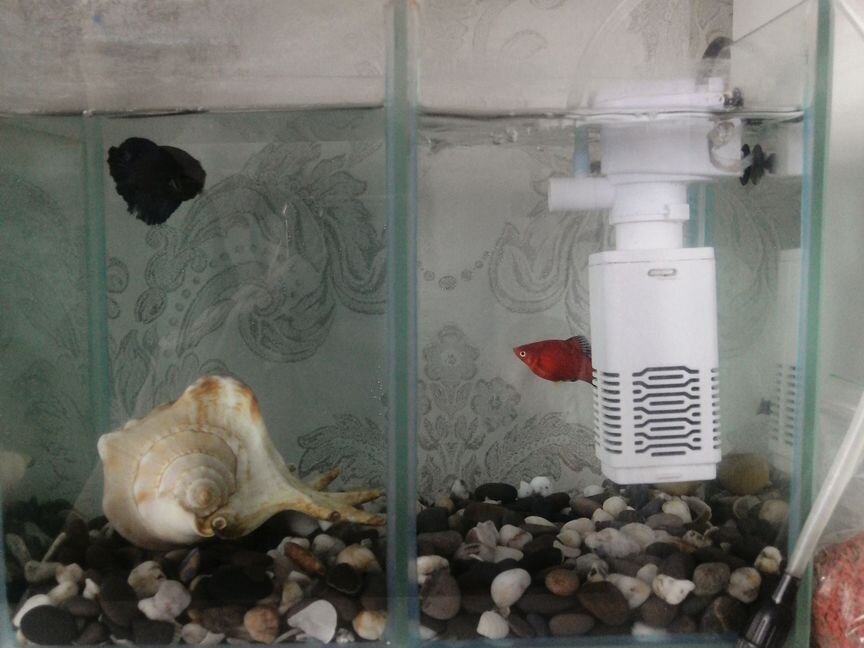 Аквариум с рыбками