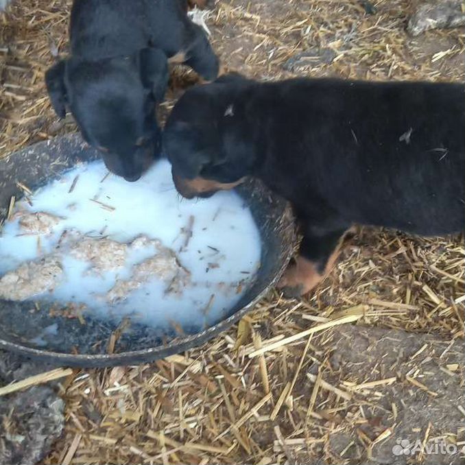 Щенки ягдтерьера