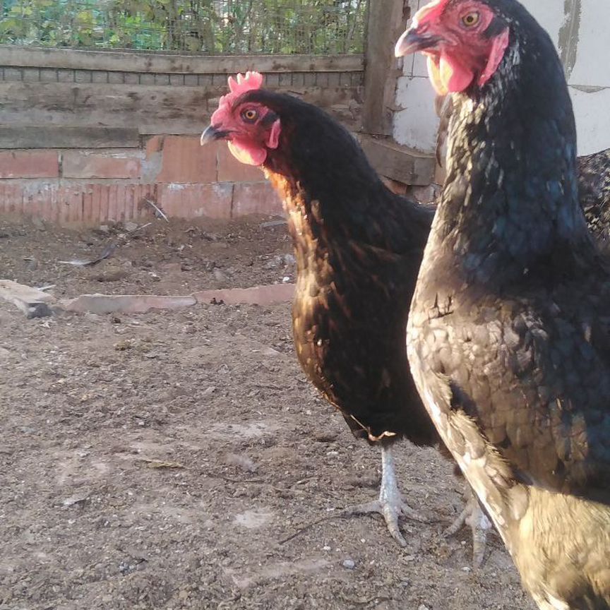 Куры Доминантны 2 штуки в наличии