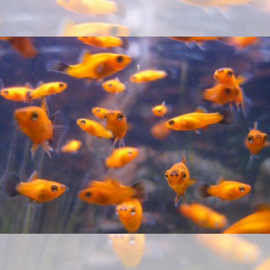 Меченосцы мальки