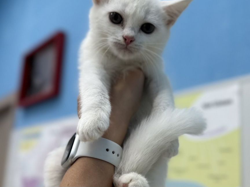 Белый котёнок мальчик