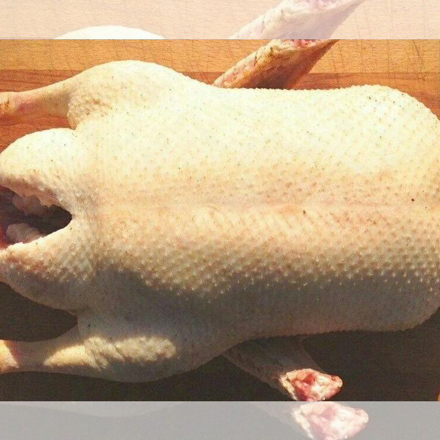 Гусь домашняя мясо
