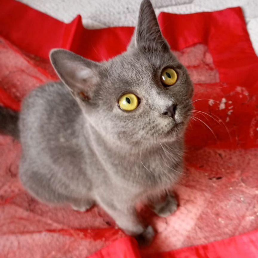 Малышка Русская голубая 4 мес обработана от параз