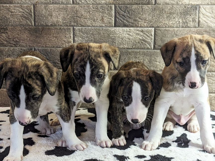 Щенки уиппета