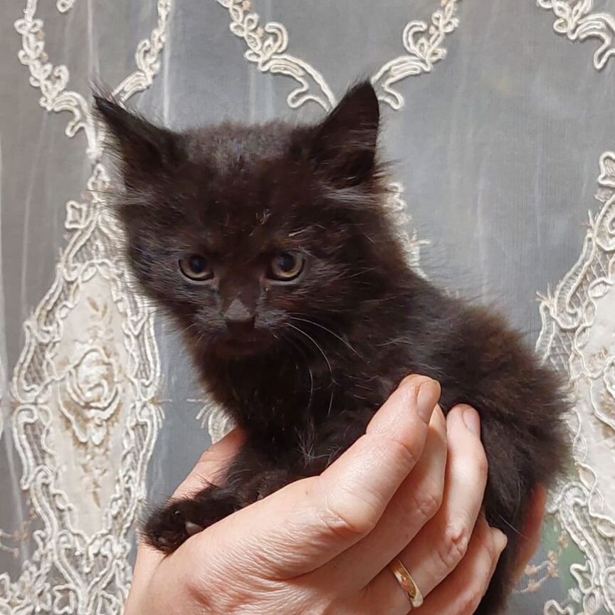 Отдам котят в добрые руки