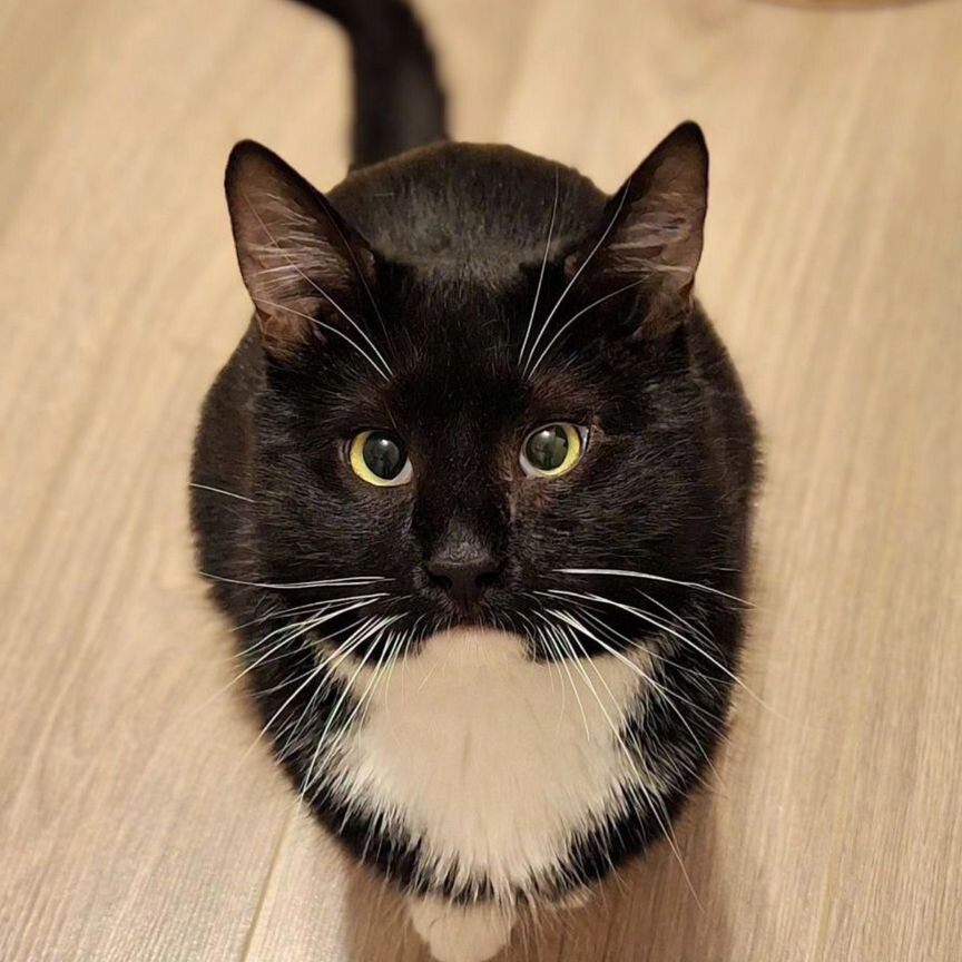 Взрослый кот в добрые руки