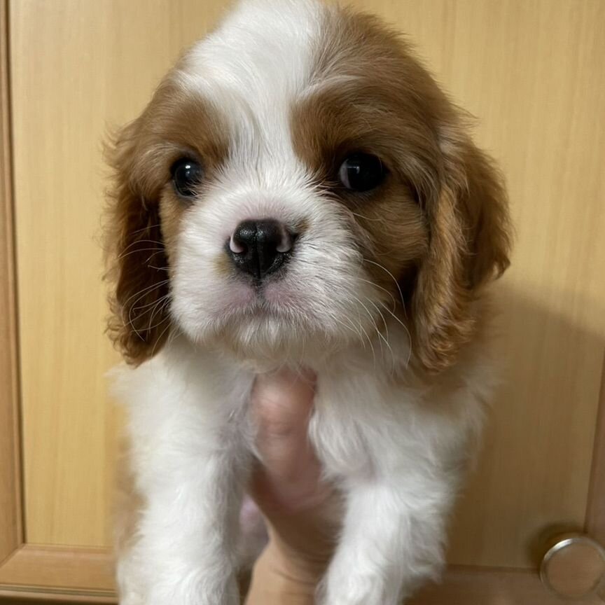 Кавалер кинг чарльз спаниель РКФ