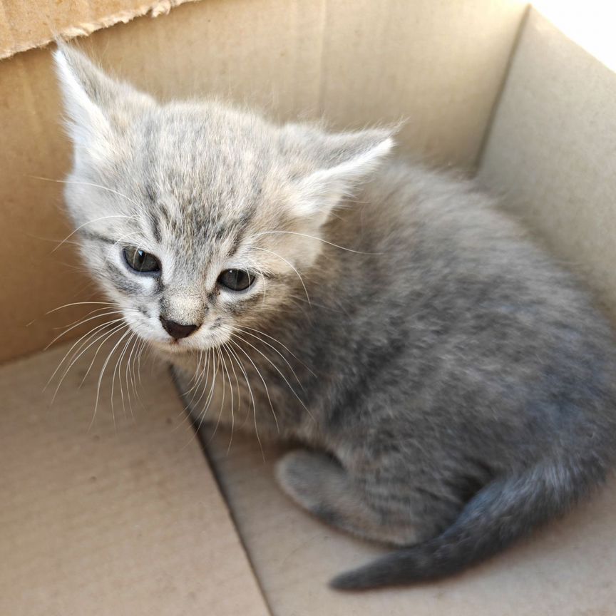 Серая кошечка