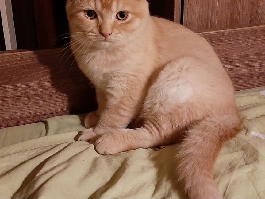 Шотландский котик