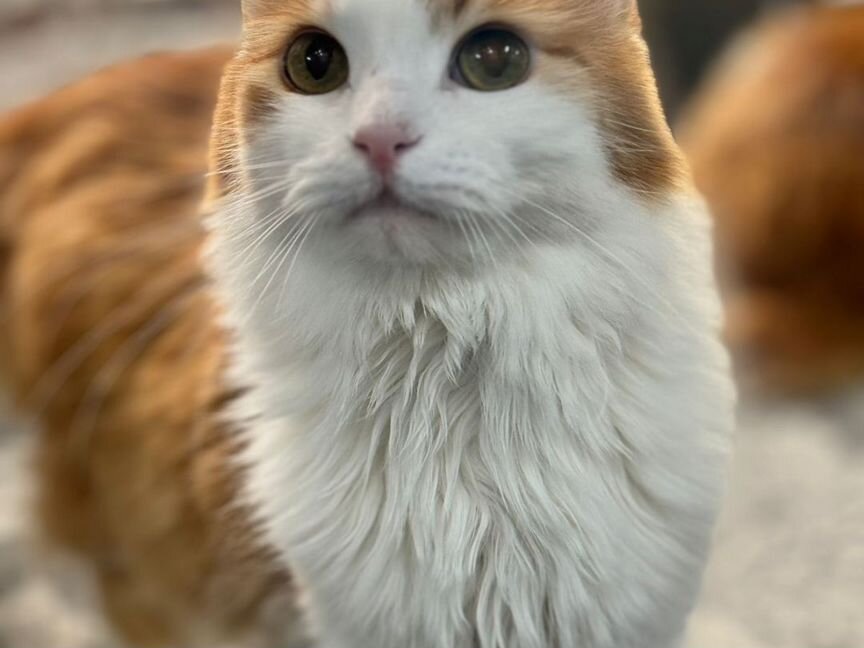 Котик Еврик ждёт семью в приюте