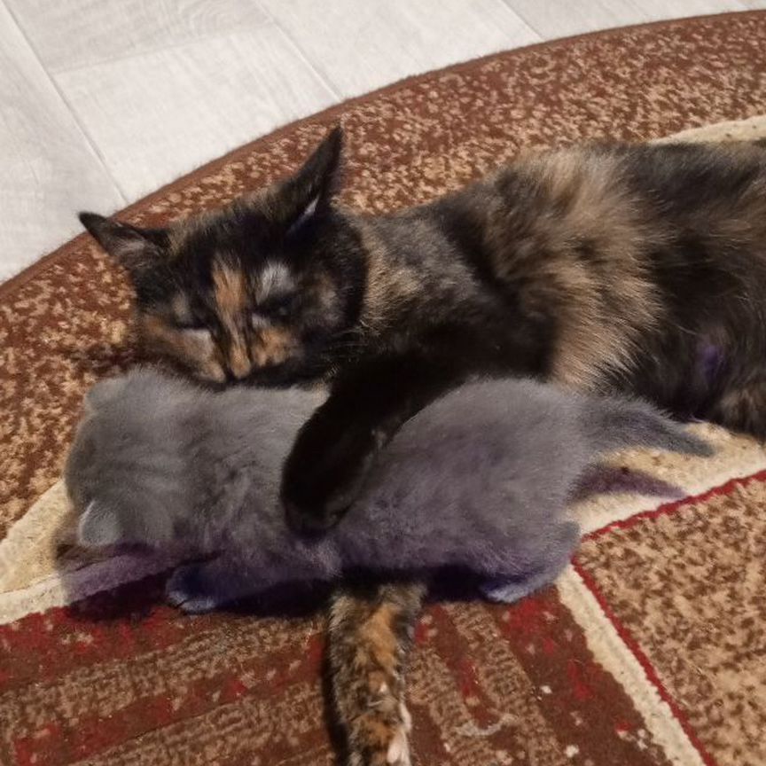 Котята в добрые руки