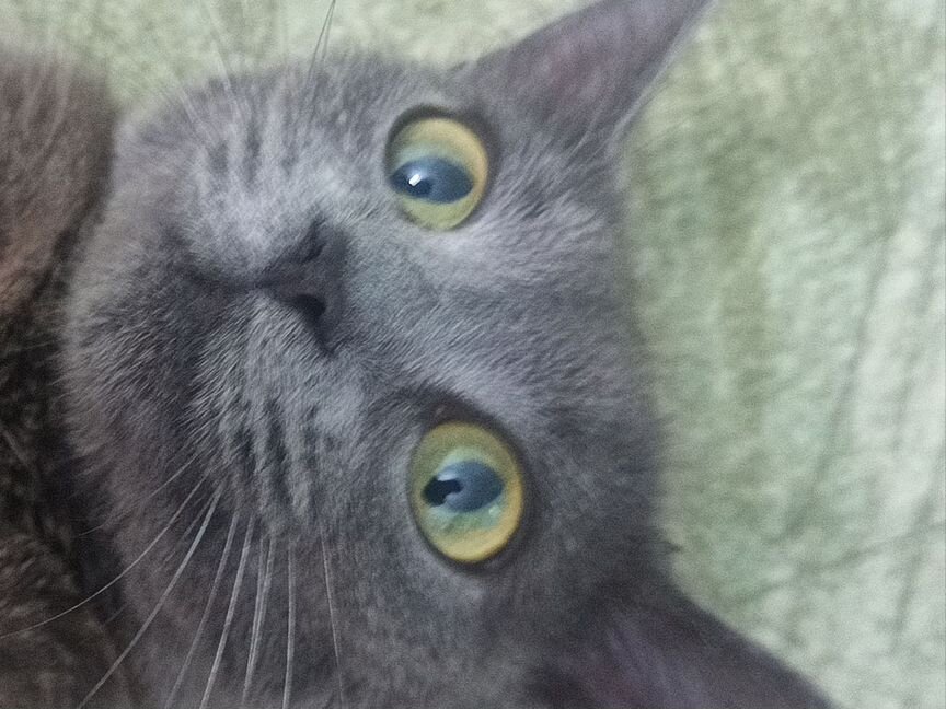 Шишка (котёнок) метис в хорошие руки