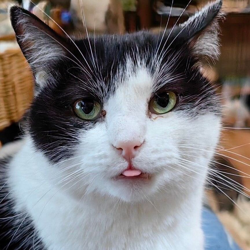 Я скрестил на удачу лапки