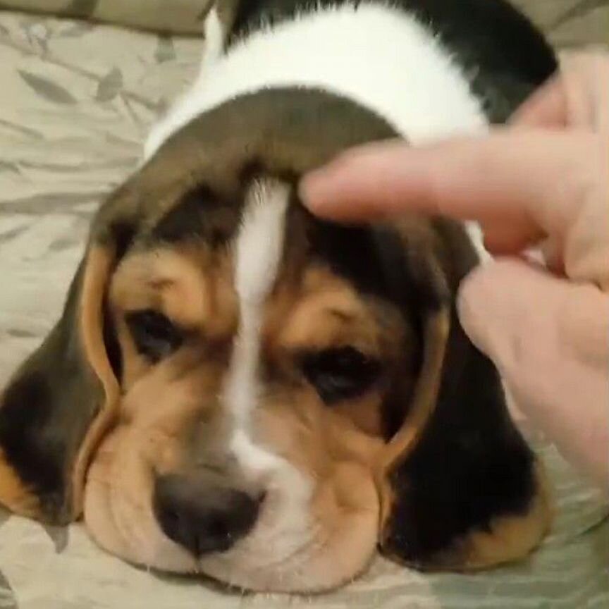 Щенки бигль