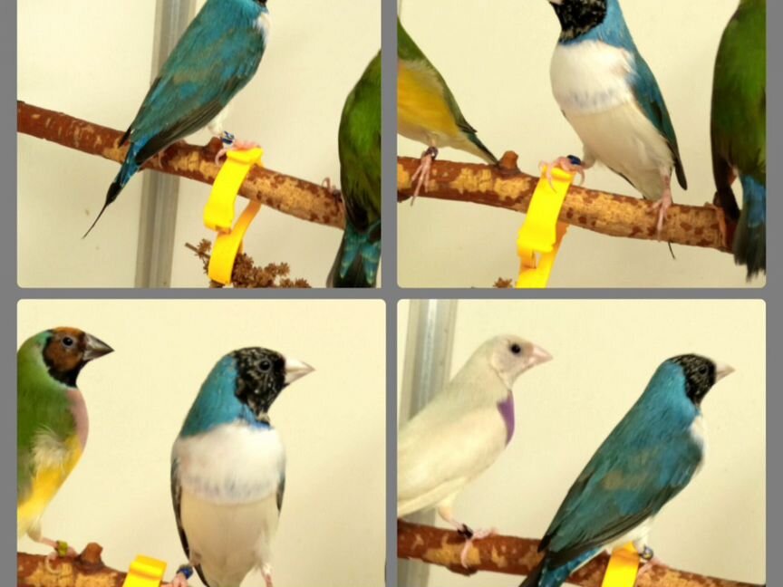 Самец Амадина Гульда (синий)