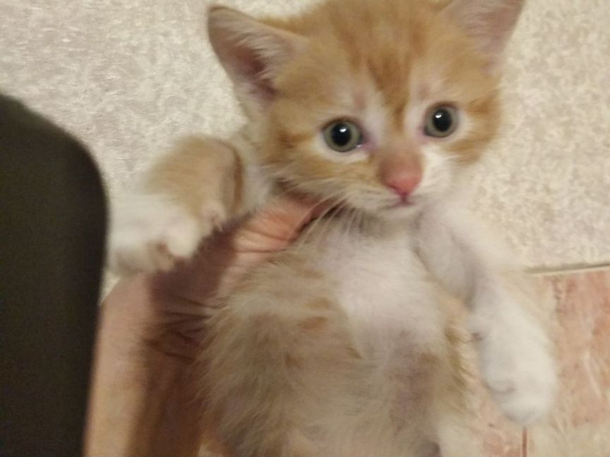 Котенок.Рыжая девочка.1 мес.10 дней