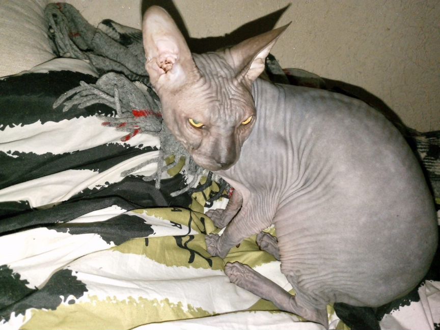 Донской сфинкс ищет дом