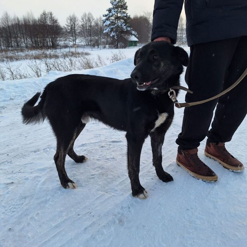 Собака в добрые руки