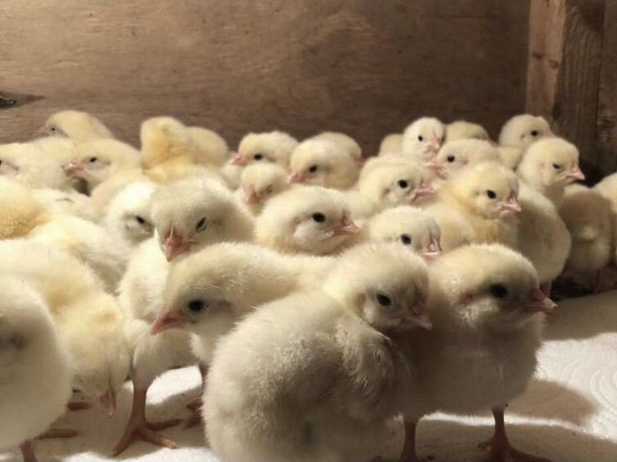 Цыплята бройлеры кобб 500 Чехославакия