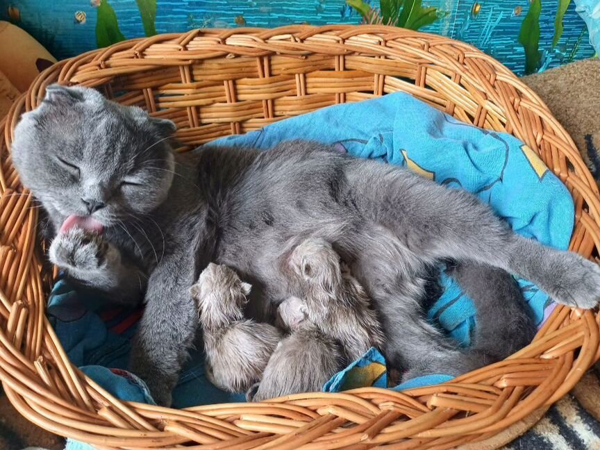 Шотландские котята