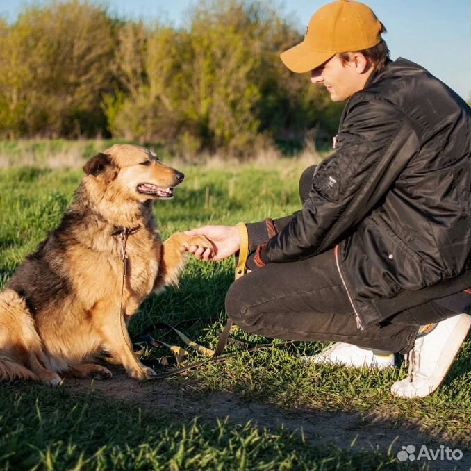 Умная собака ждёт в приюте
