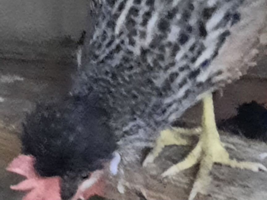 Веду запись на цыплят(март-апрель )легбар