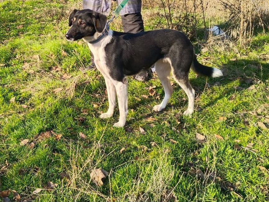 Собачка Зайка в добрые руки