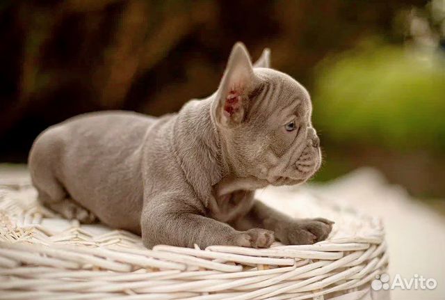 Французский бульдог лиловые (голубые ) малыши