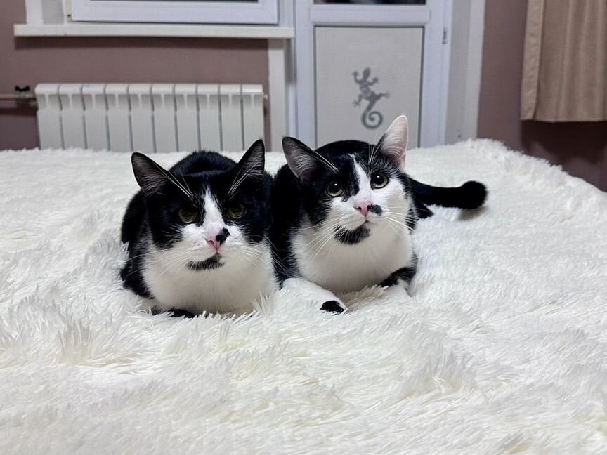 Котики ищут любящую семью.Яша и Люси