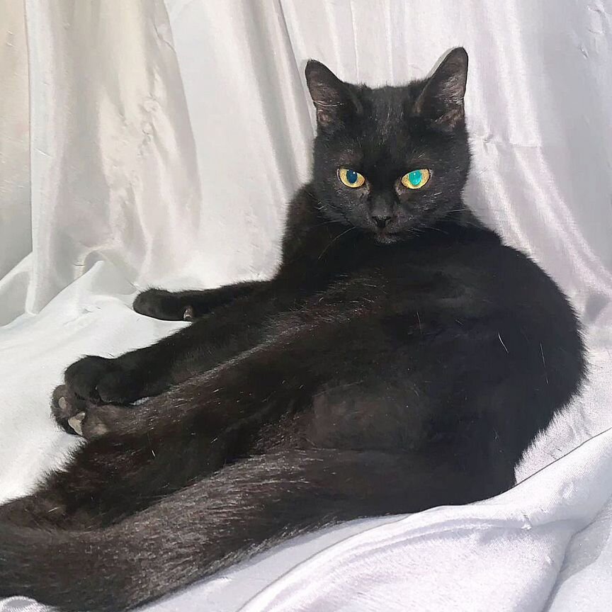 Кошка 1 год черная