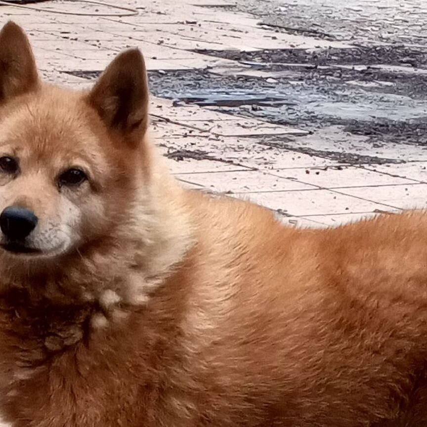 Карело финская лайка