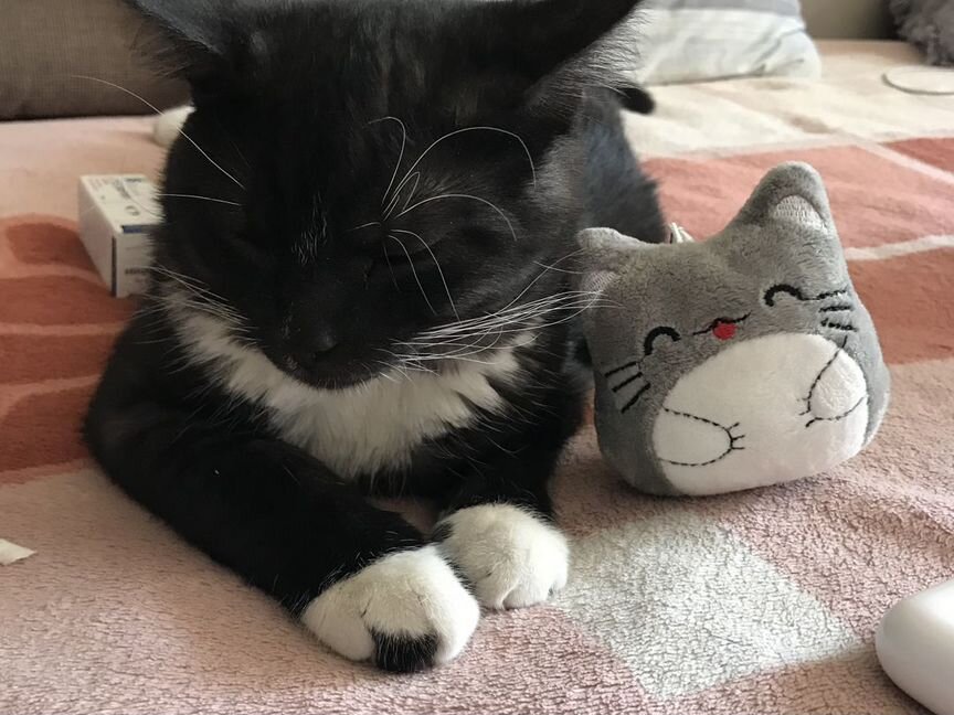 Кот отдам бесплатно