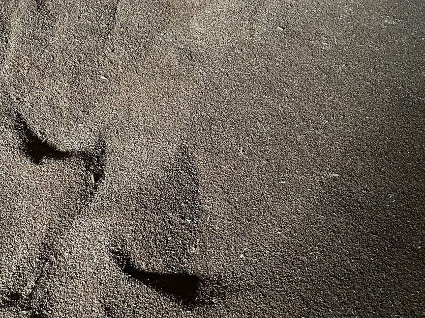 Пшеница фуражная