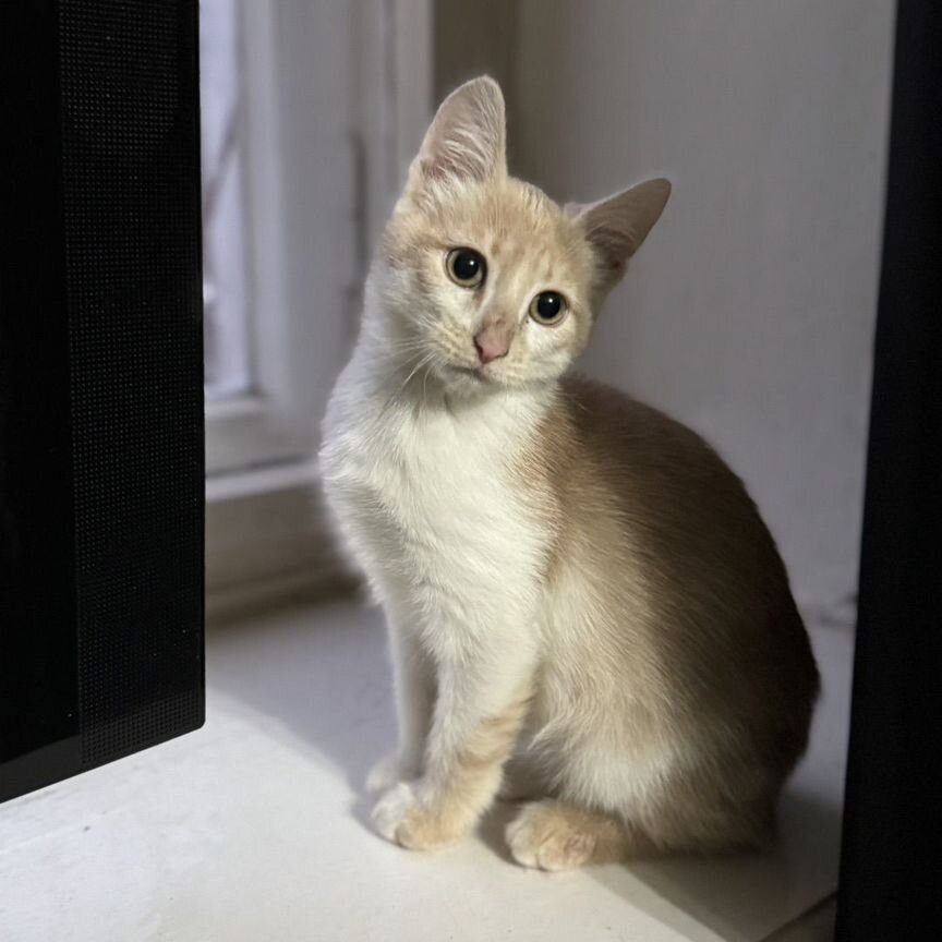 Котенок в добрые руки