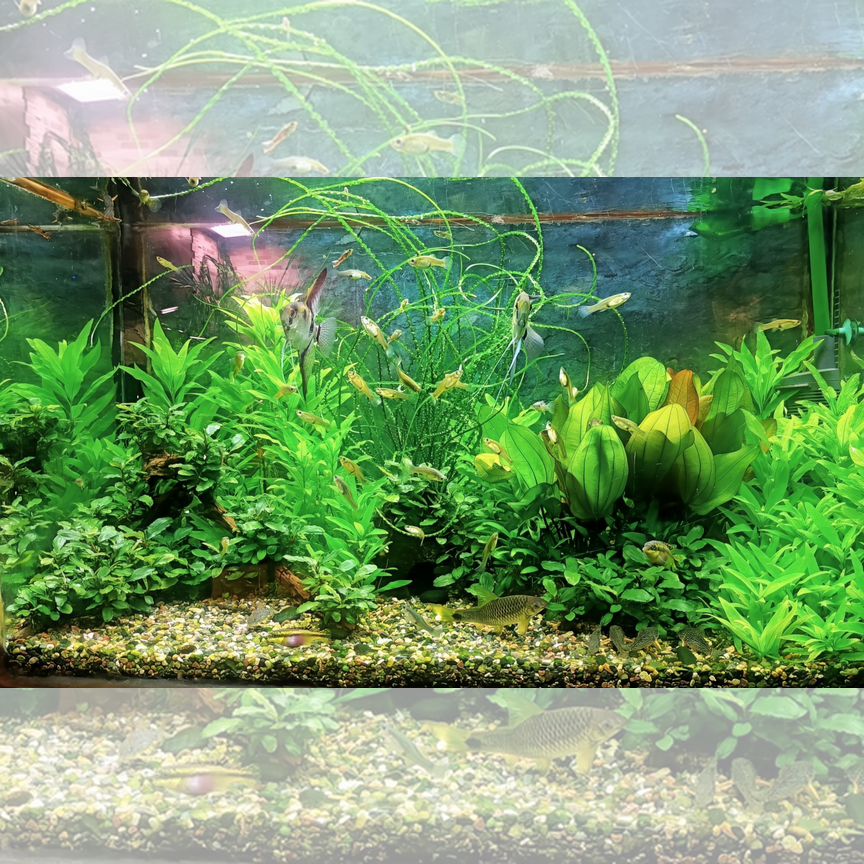 Аквариумные растения буцефаландры