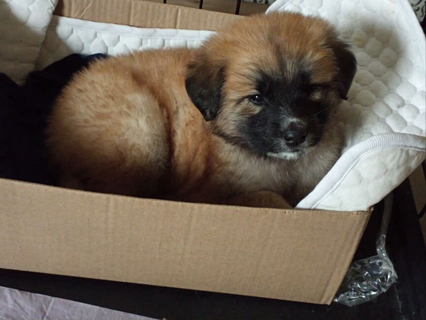 Собака в добрые руки отдам бесплатно