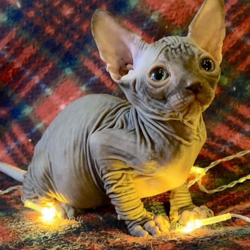 Канадский сфинкс котёнок