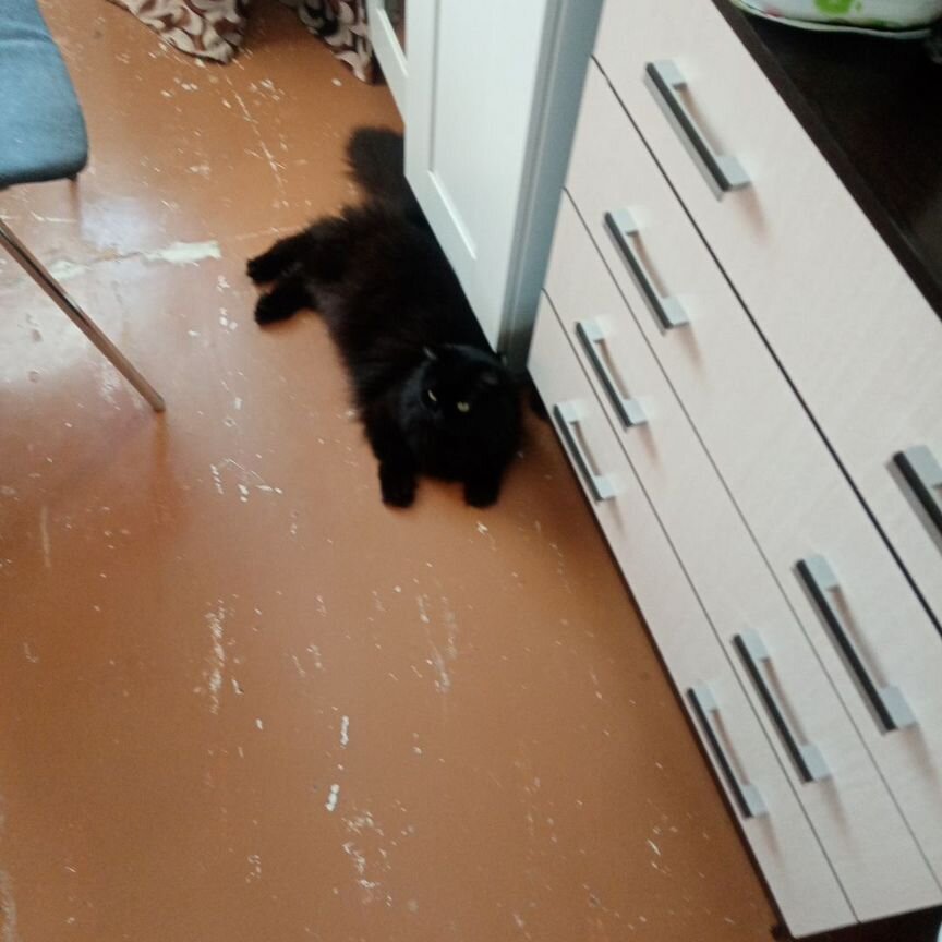 Кот