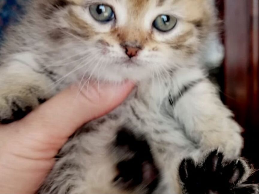 Манчкин, золотая шиншилла, котик