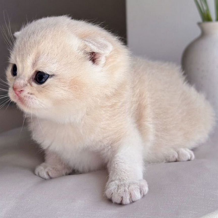 Шотландский вислоухий короткошёрстный котёнок